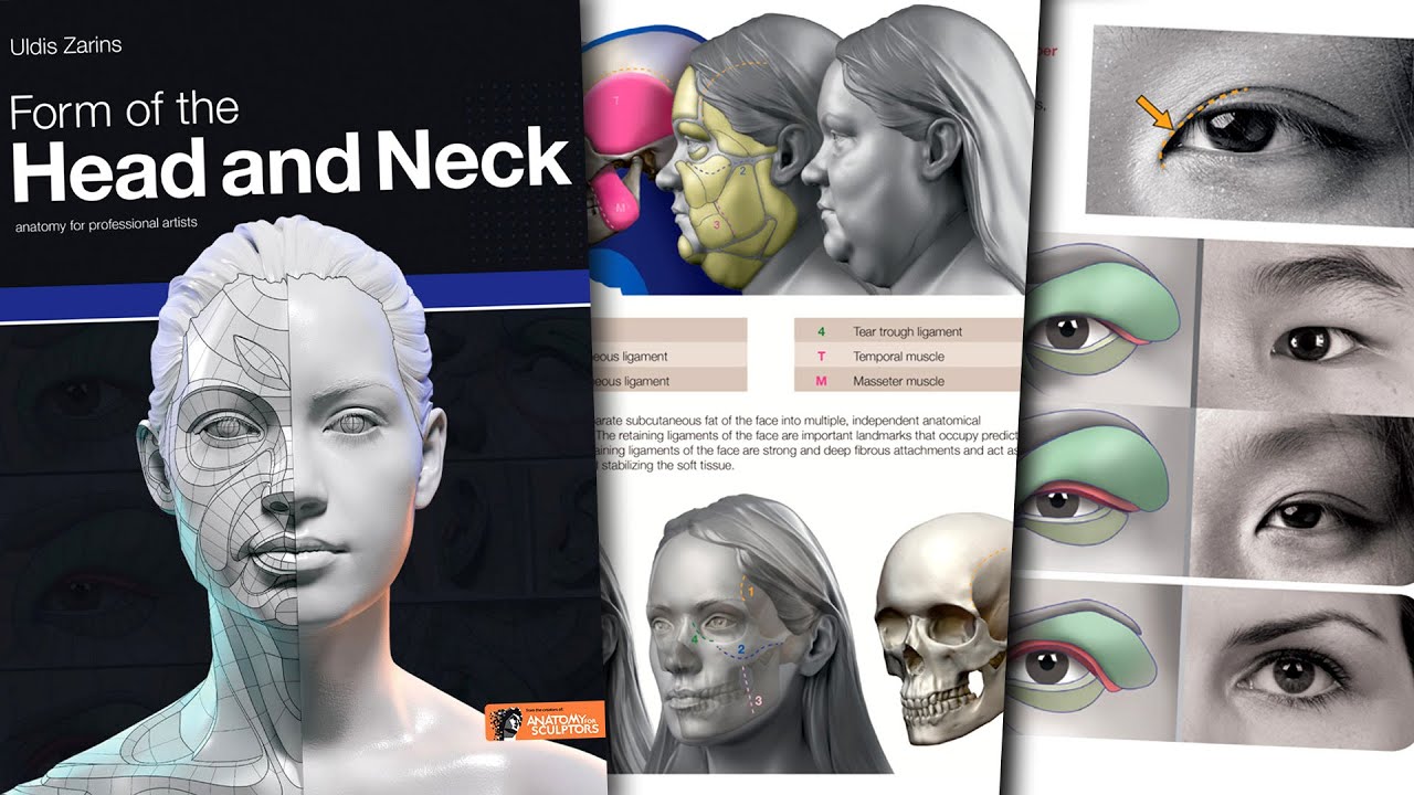Form of the Head and Neck🔥book preview: (Anatomy for Sculptors & artists)