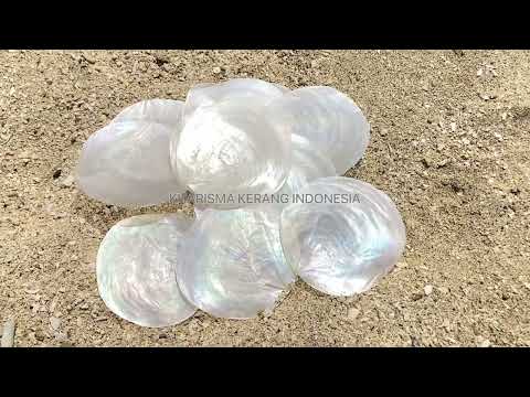 Capiz Shell (Placuna) Windowpane Oysters Shell by Kharisma Kerang Indonesia