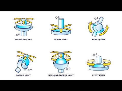 Anatomy and Physiology I Lesson 7: Joints