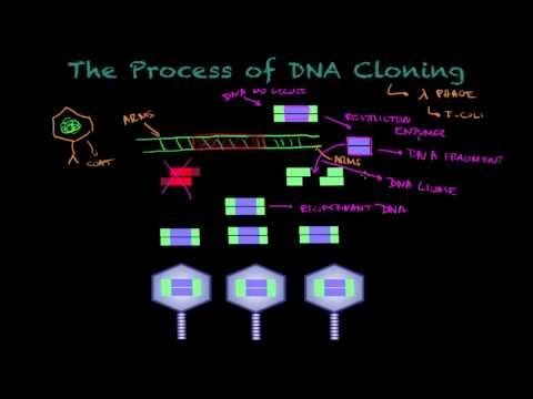 DNA Cloning - Biology tutorial
