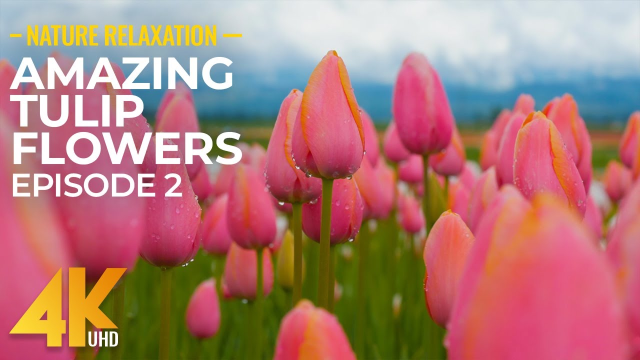Amazing Tulip Flowers in 4K UHD - Beautiful Colors of Nature with Cheerful Spring Sounds NO LOOP #2