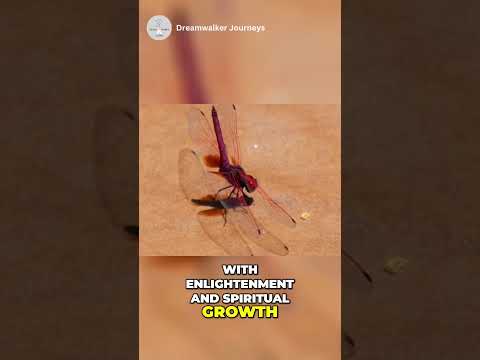 What is The Spiritual Meaning of a Dragonfly #dreamsymbolism #spiritualmeaning #spiritualjourney