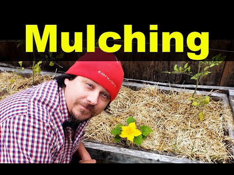 Mulching Tutorial - Plus 3 Reasons Why You Should Mulch Your Garden