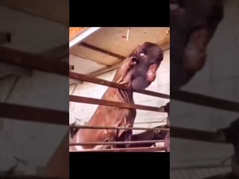 animals as skin Walker's ????