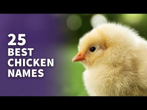 25 BEST Chicken Names (A List Of Good Chicken Names)