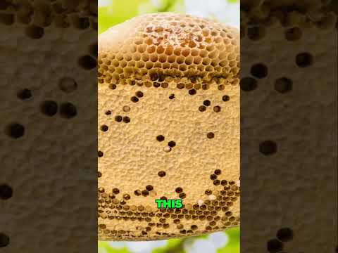 Wild Honey The Spiritual Nourishment of John the Baptist