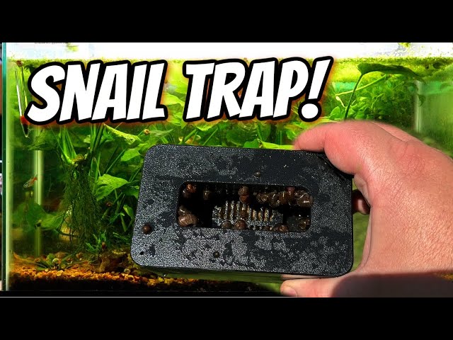 Easy Snail Collector | Aquarium Snail Collector – Aquarium Co-Op