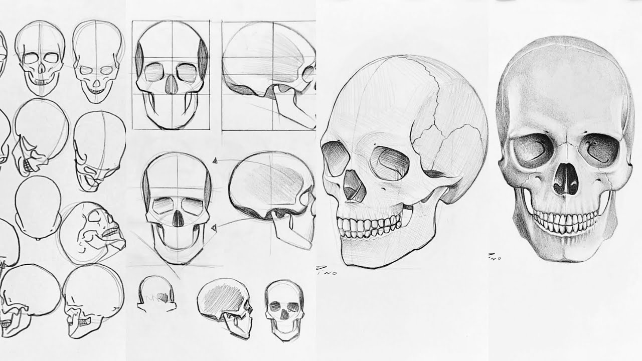 EL CRÁNEO de PRINCIPIANTES A AVANZADOS - Narrado Paso a Paso