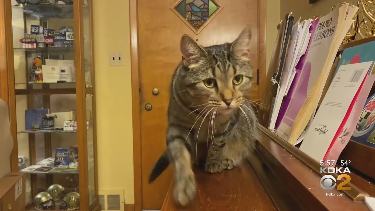 Pets Help Manage Stress And Anxiety, Experts Say