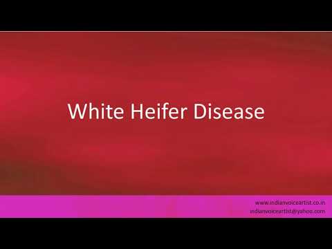 Pronunciation of the word(s) "White Heifer Disease".