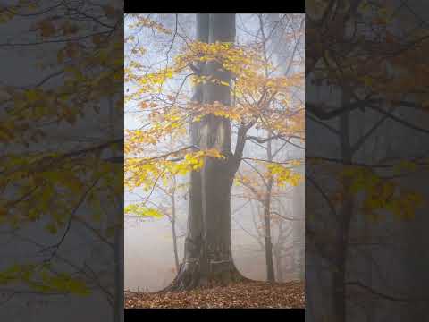 Foggy forest Landscape Photography #landscapephotography #forestphotography