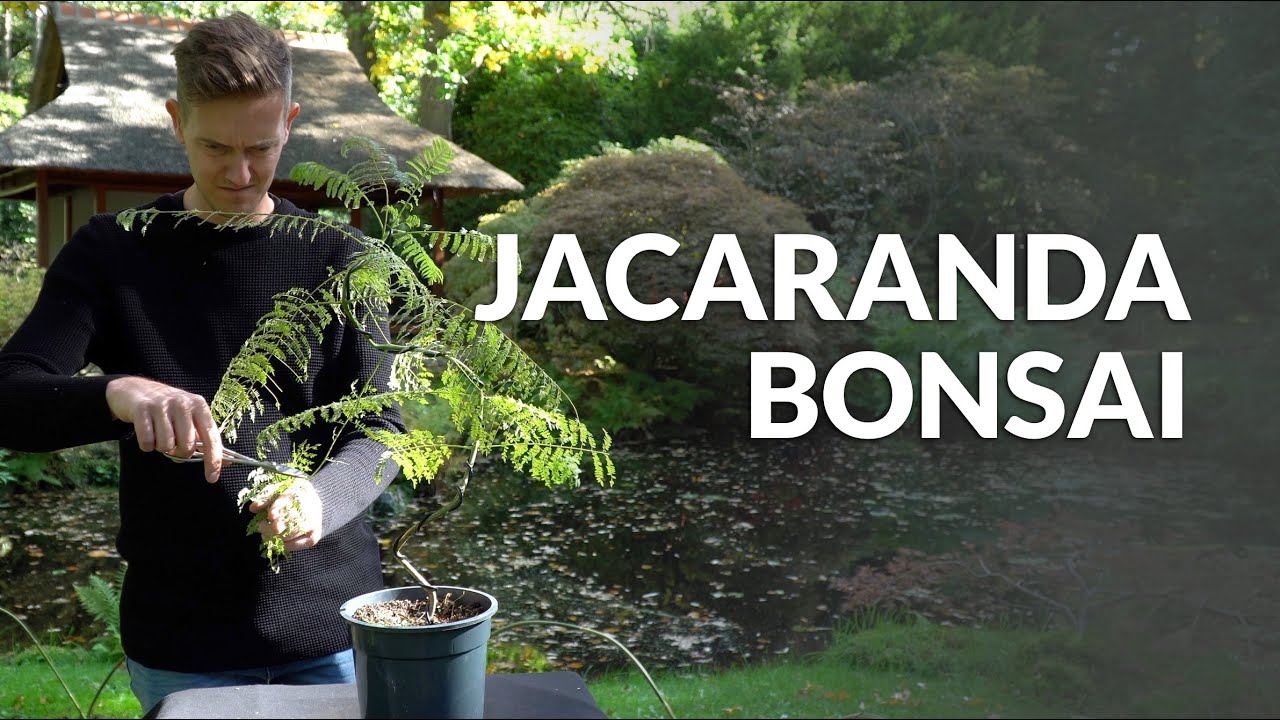 Jacaranda Bonsai care