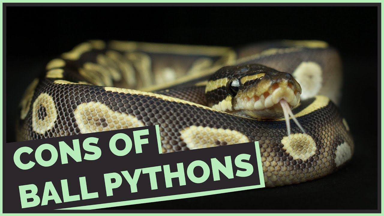 Everything that Sucks about Ball Pythons