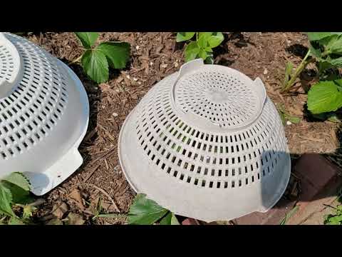 protect strawberries from bugs and birds.