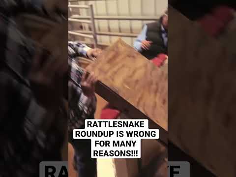 STOP RATTLESNAKE ROUNDUP! #rattlesnakes #rattlesnakeroundup #rattlesnaketexas