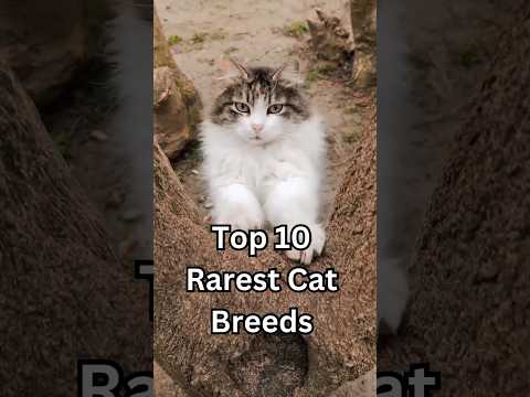 Top 10 Rarest Cat Breeds In The World! π #shorts
