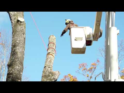 Large Red Oak Tree Removal | Kevin's Tree Service