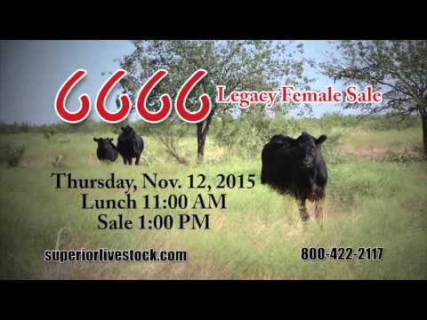 6666 - Legacy Female Sale