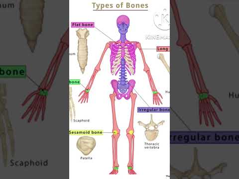 total number of bones in human body just as five types