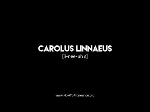 How to Pronounce "carolus linnaeus"
