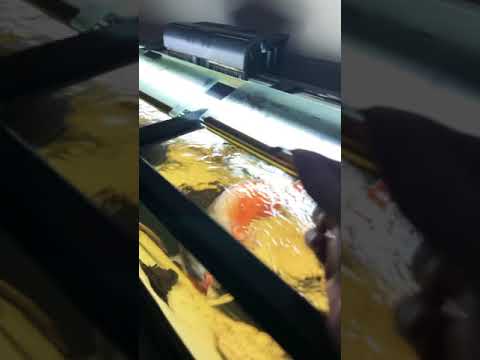 Oscar Eating the Rich Food!