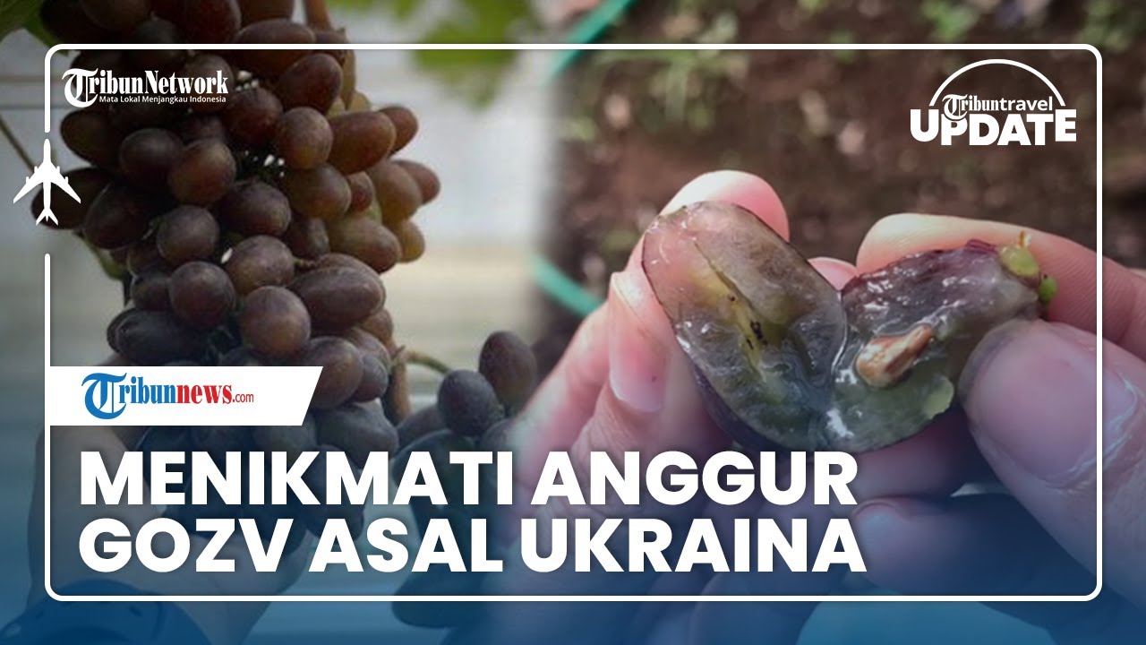 Anggola Grape Garden Tawarkan Aktivitas Petik Anggur Gozv, Anggur Asal ...