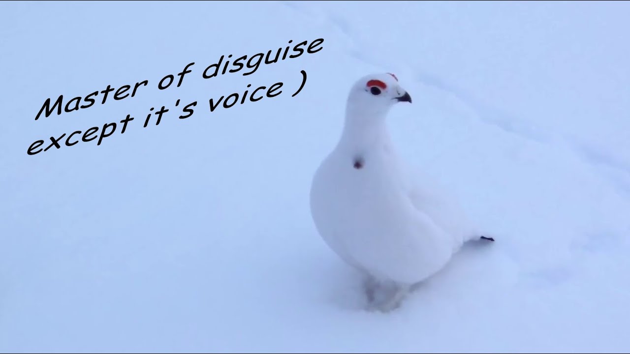Bird(Willow Ptarmigan) - master of disguise except it's voice ) #Shorts
