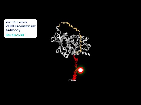 Discover Our New 3D Epitope Viewer