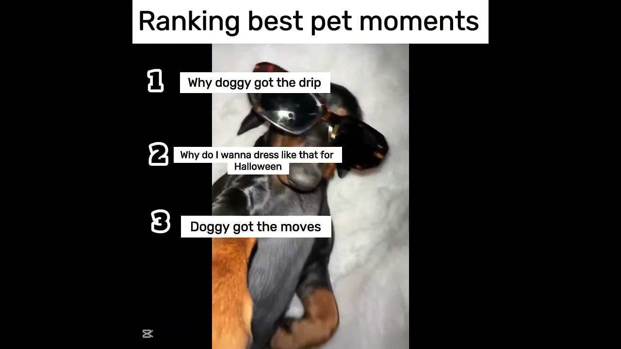 #ranking best #pet moments #dog #cat #petvideos #funny #foryou #foryourpage #fypシ 