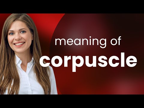 Corpuscle — definition of CORPUSCLE