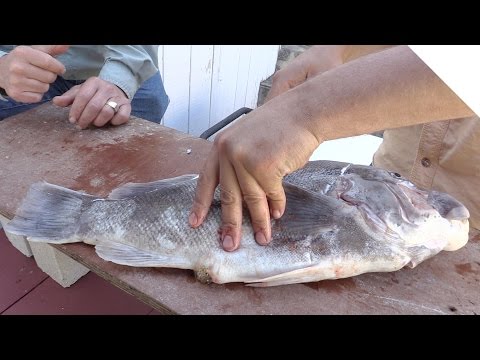 How to Fillet a Tautog - Simple and Boneless Tautog Fish Cleaning
