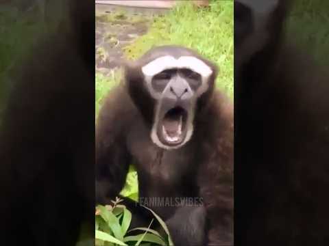 Monkey Dances Like a Pro β Crowd Canβt Stop Laughing! πππ€£