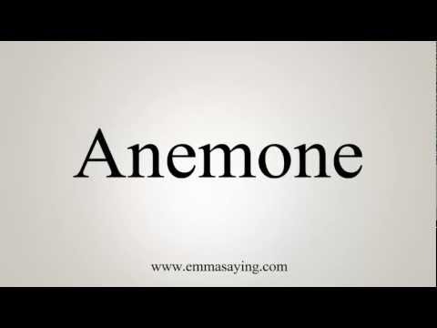 How to Pronounce Anemone