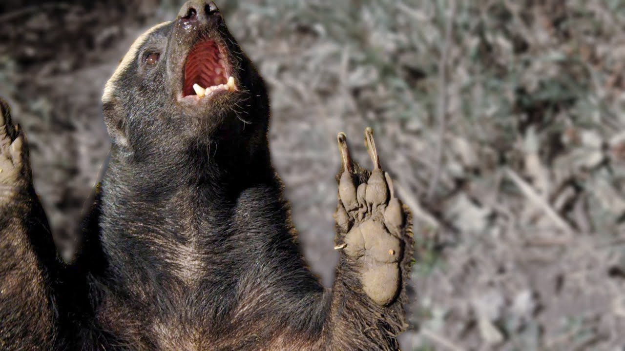 The Weasel Family is Fierce! | Natural World: Weasels | BBC Earth