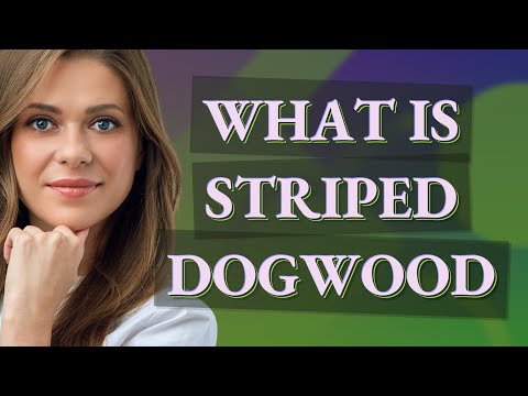 Striped dogwood | meaning of Striped dogwood