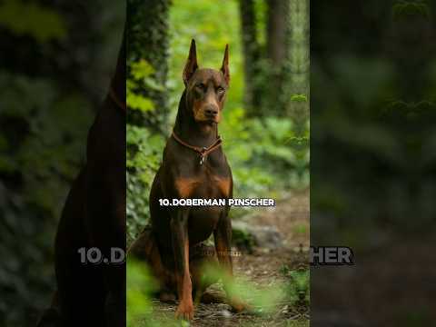 Top 10 hunting dog in the world????Which one is your favorite?????