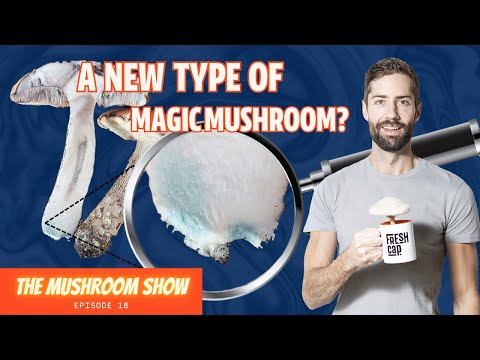 A Totally Weird "Magic Mushroom" That No One Seems To Know Anything About... Is It Real? (TMS EP 18)