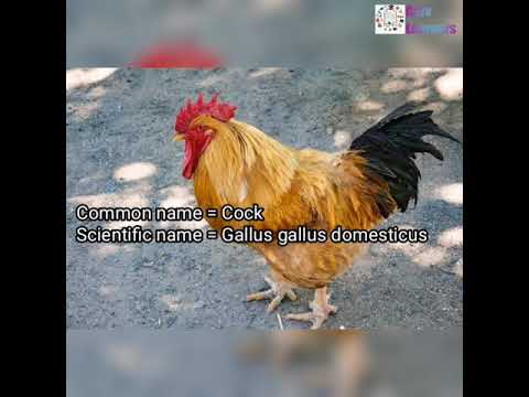 Scientific name of Cock