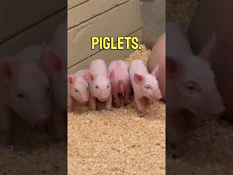 Learning About Pigs: Boars, Sows, #englishlesson #pigs #boar #sow #piglets #litter #americanteacher