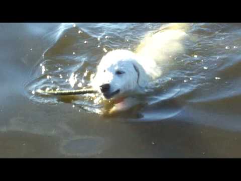 "Great Pyrenees" Roxy fetch a stick, in the water