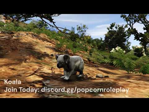 Koala - Addon Animal Ped - FiveM Releases - Cfx.re Community