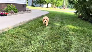 Marci - My Golden Retriever Puppies