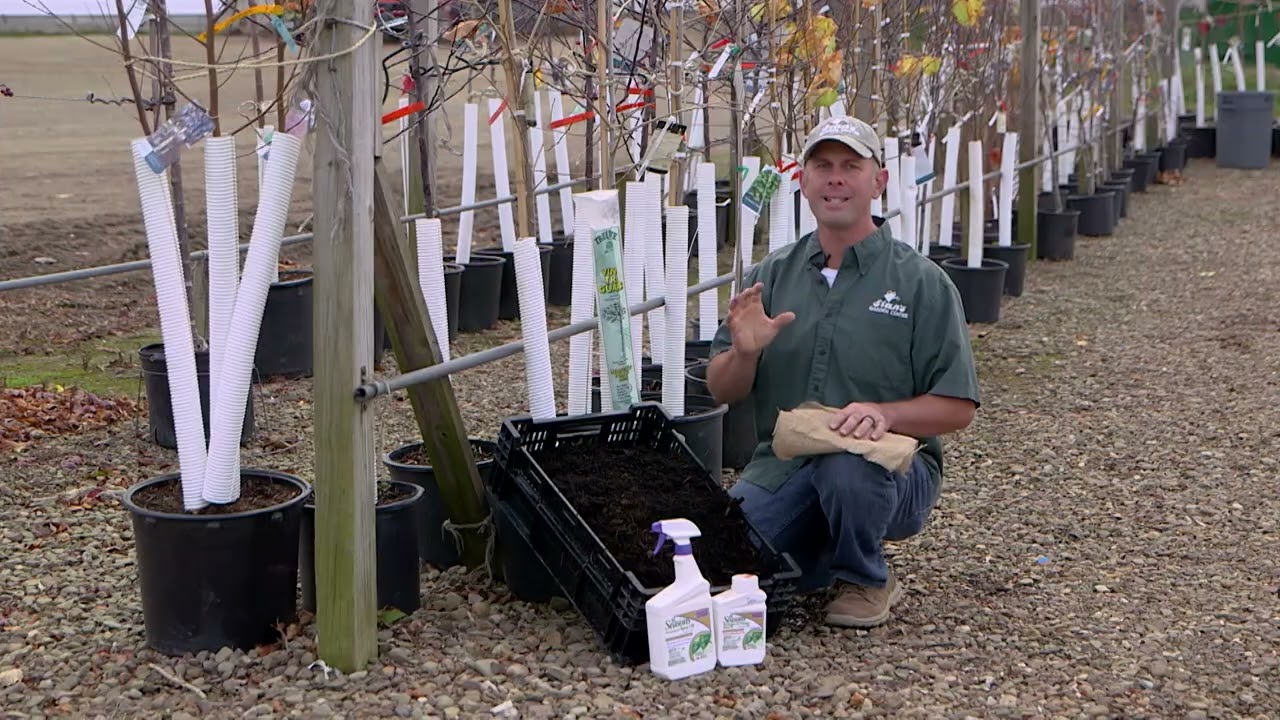 Protect Your Young Trees in the Winter