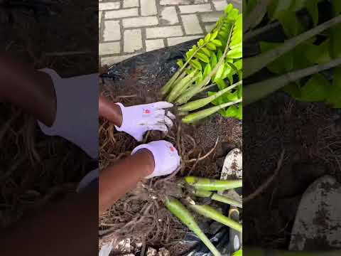 ZZ plant root reveal, division, and repotting. #gardeningtips #easyhouseplants #houseplants #zzplant