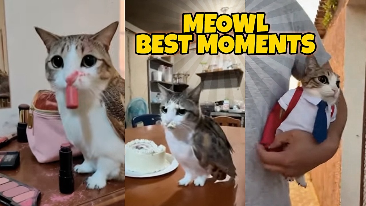 Meowl’s Best Moments 😺🦉 (Funny Cat-owl Compilation)