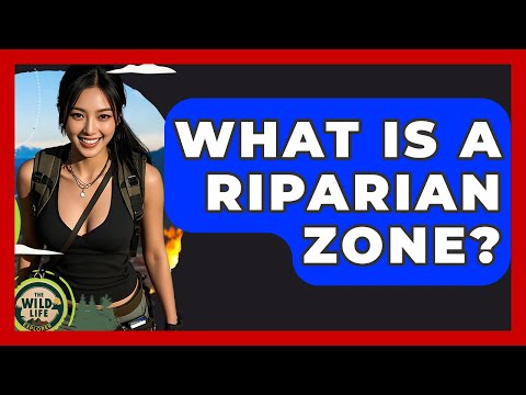 What Is A Riparian Zone? - The Wild Life Explorer