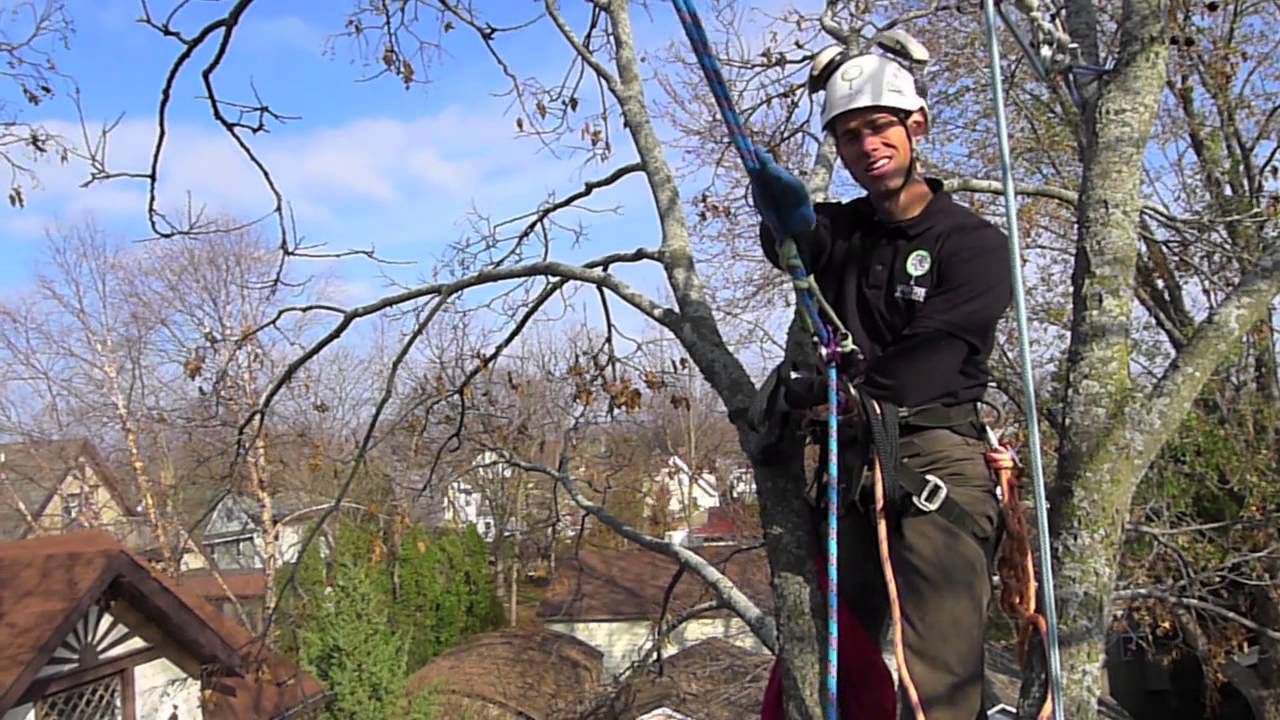 Supportive Tree Cabling