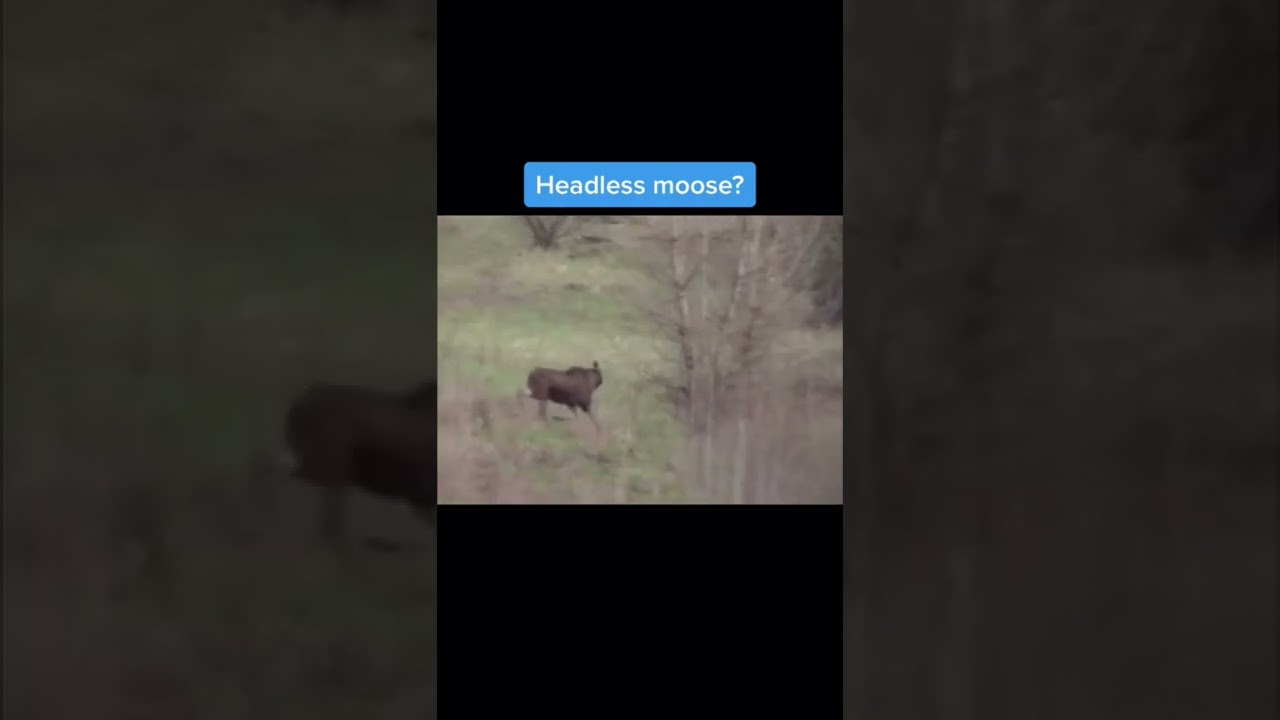 Nuclear Mutated Animals From Chernobyl #shorts #nuclear