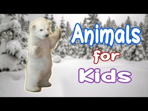 Learn Animal Names & Sounds: Animals in Polar Region: polar bear, seals