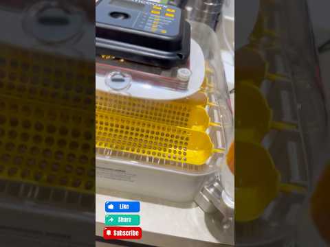 Hatching Quail Eggs from EBay! Maticoopx Incubator Preview! #Quail